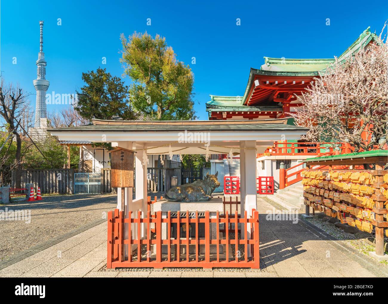 tokyo, japan - march 08 2020: Bronze statue of ox that believers caress ...