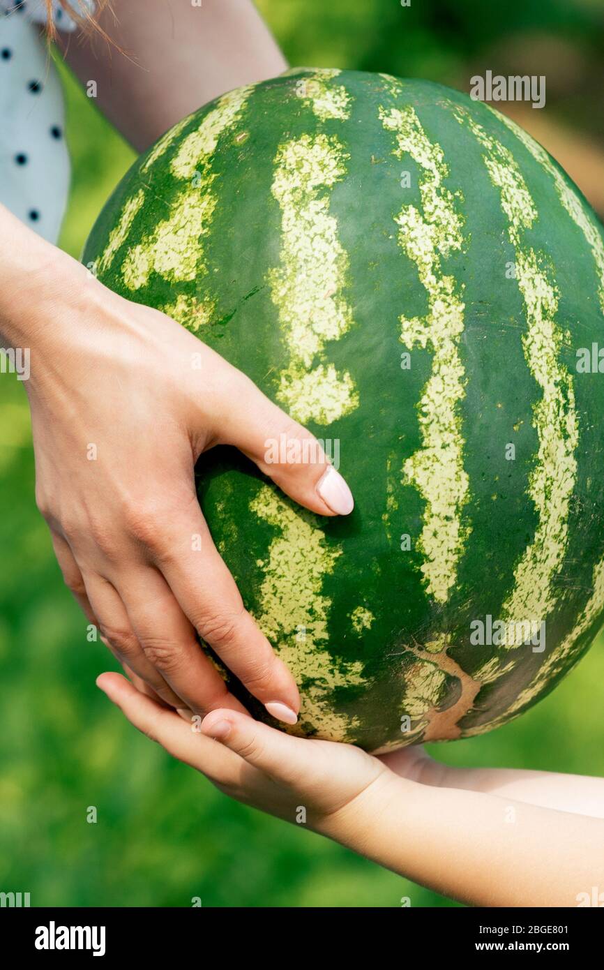 Female hands are giving whole watermelon to a child's hands, close-up ...
