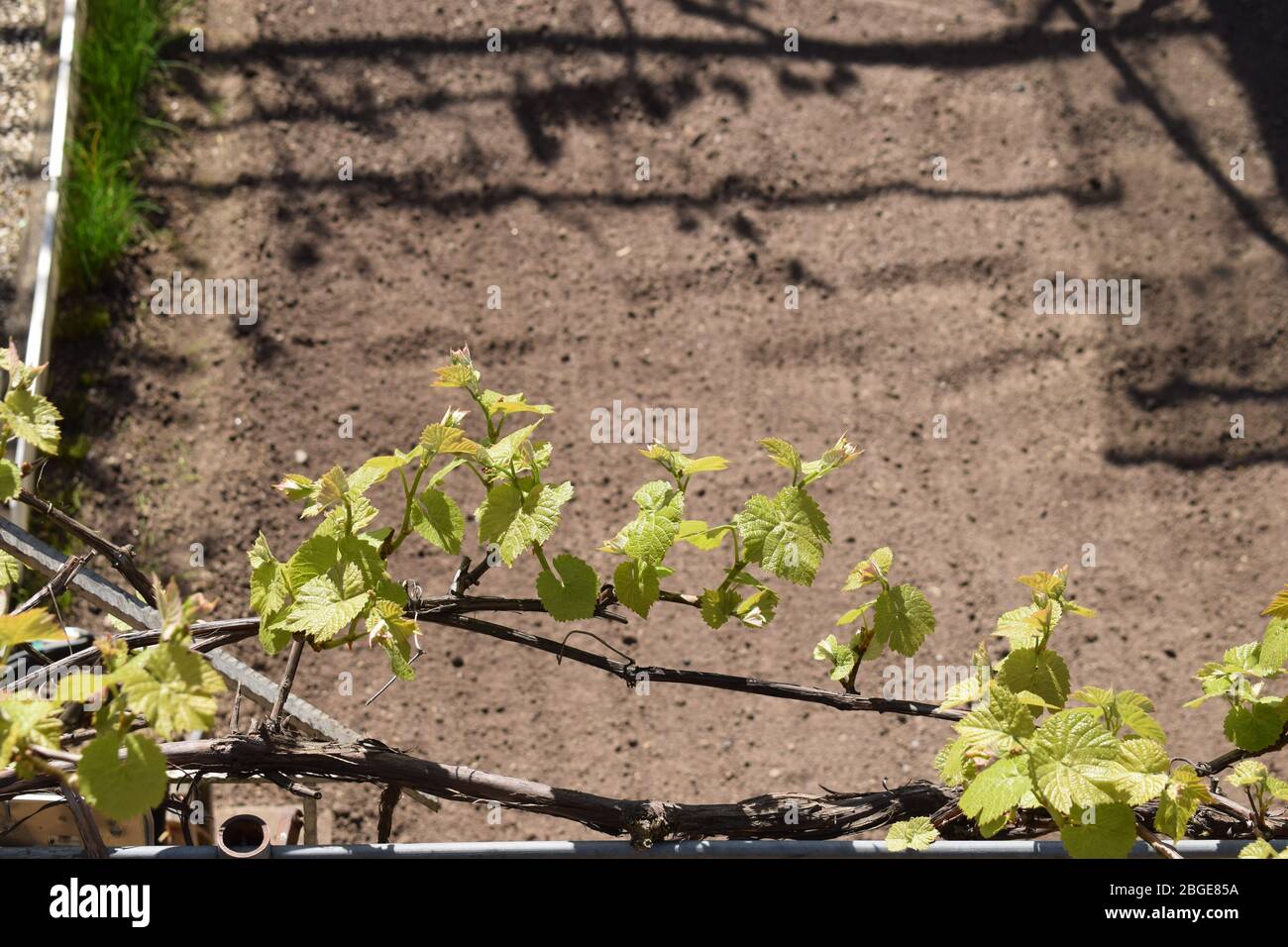 Vine rood hi-res stock photography and images - Alamy