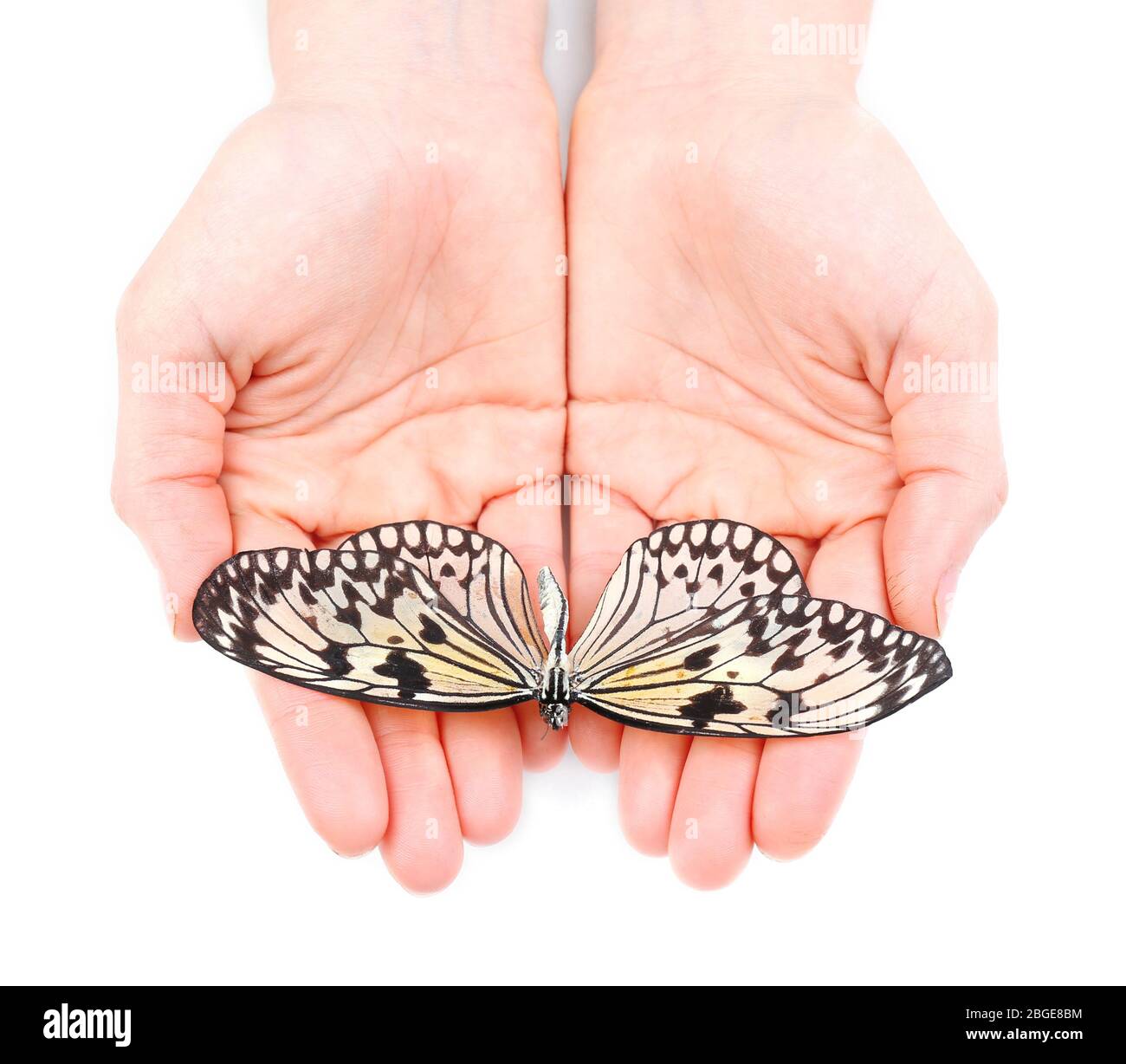 Beautiful butterfly on hands, isolated on white Stock Photo - Alamy