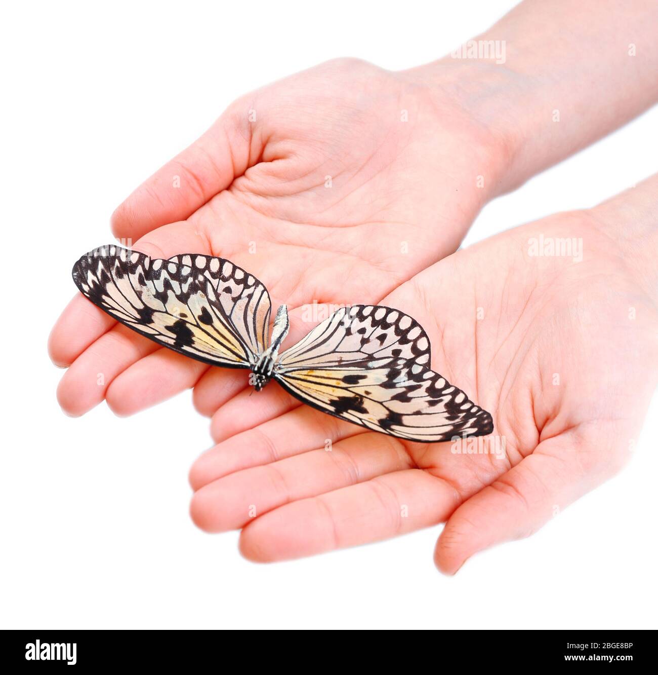 Beautiful butterfly on hands, isolated on white Stock Photo - Alamy