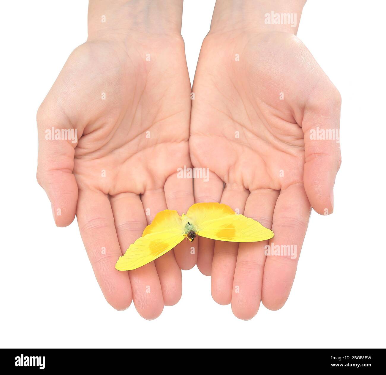 Beautiful butterfly on hands, isolated on white Stock Photo - Alamy