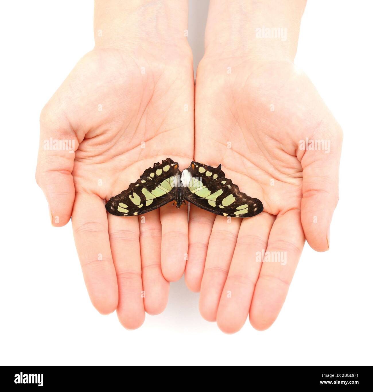 Beautiful butterfly on hands, isolated on white Stock Photo - Alamy