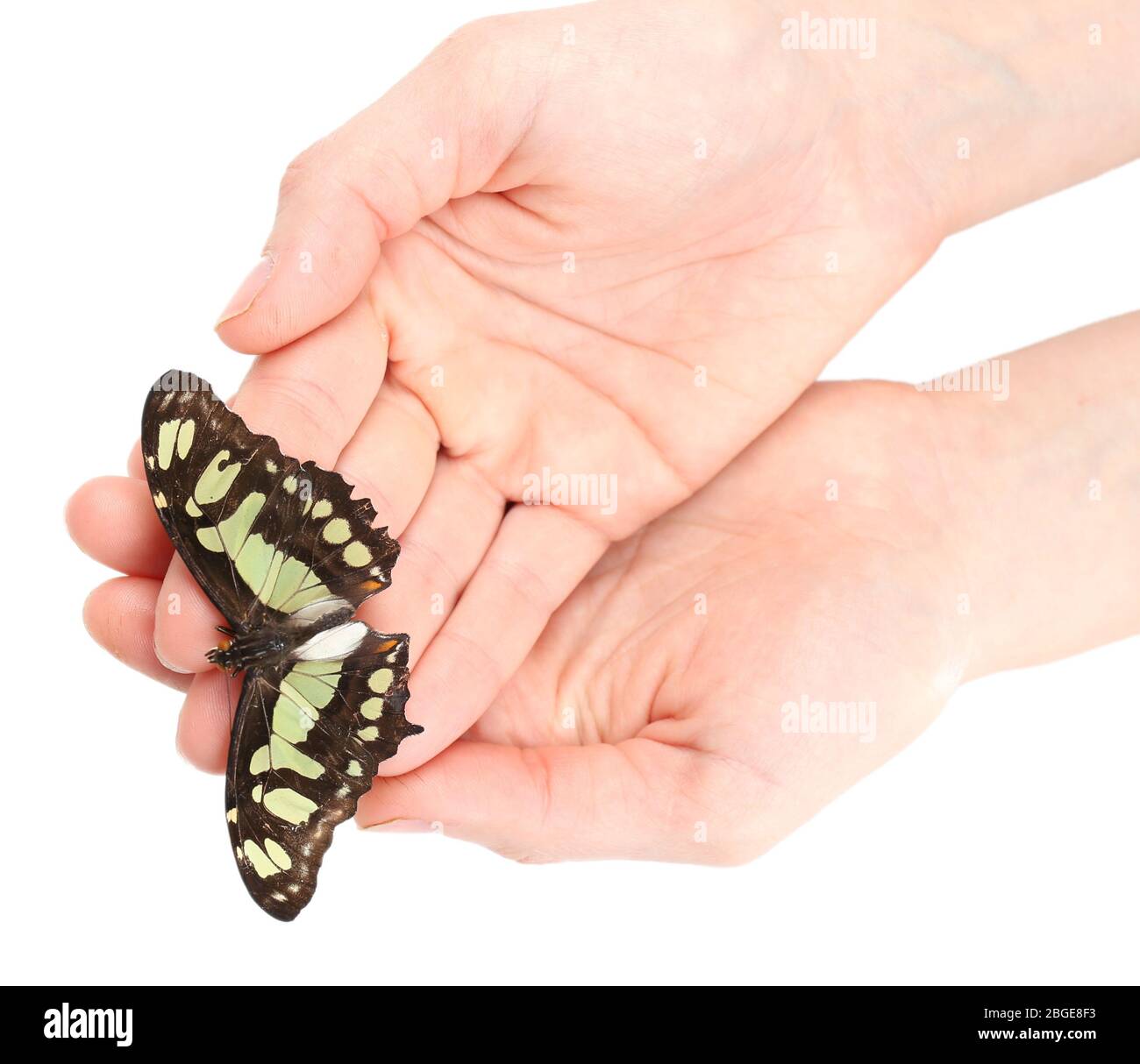 Beautiful butterfly on hands, isolated on white Stock Photo - Alamy