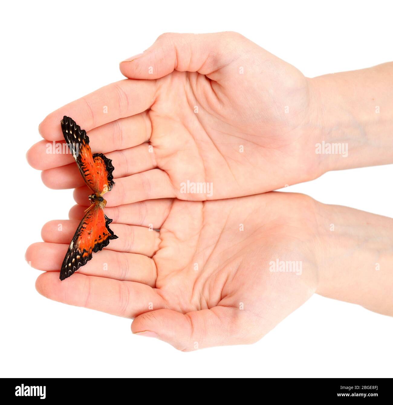 Beautiful butterfly on hands, isolated on white Stock Photo - Alamy