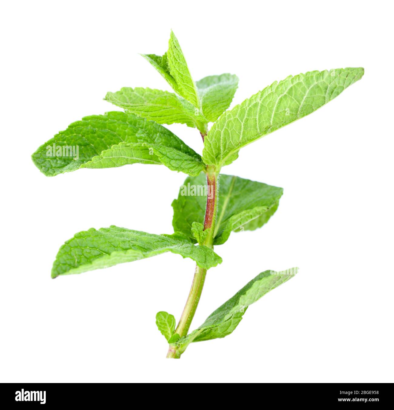 Mint isolated on white Stock Photo - Alamy