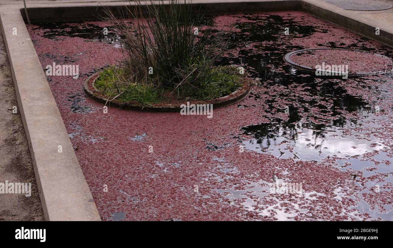 Pond with Azolla filiculoides Stock Photo - Alamy