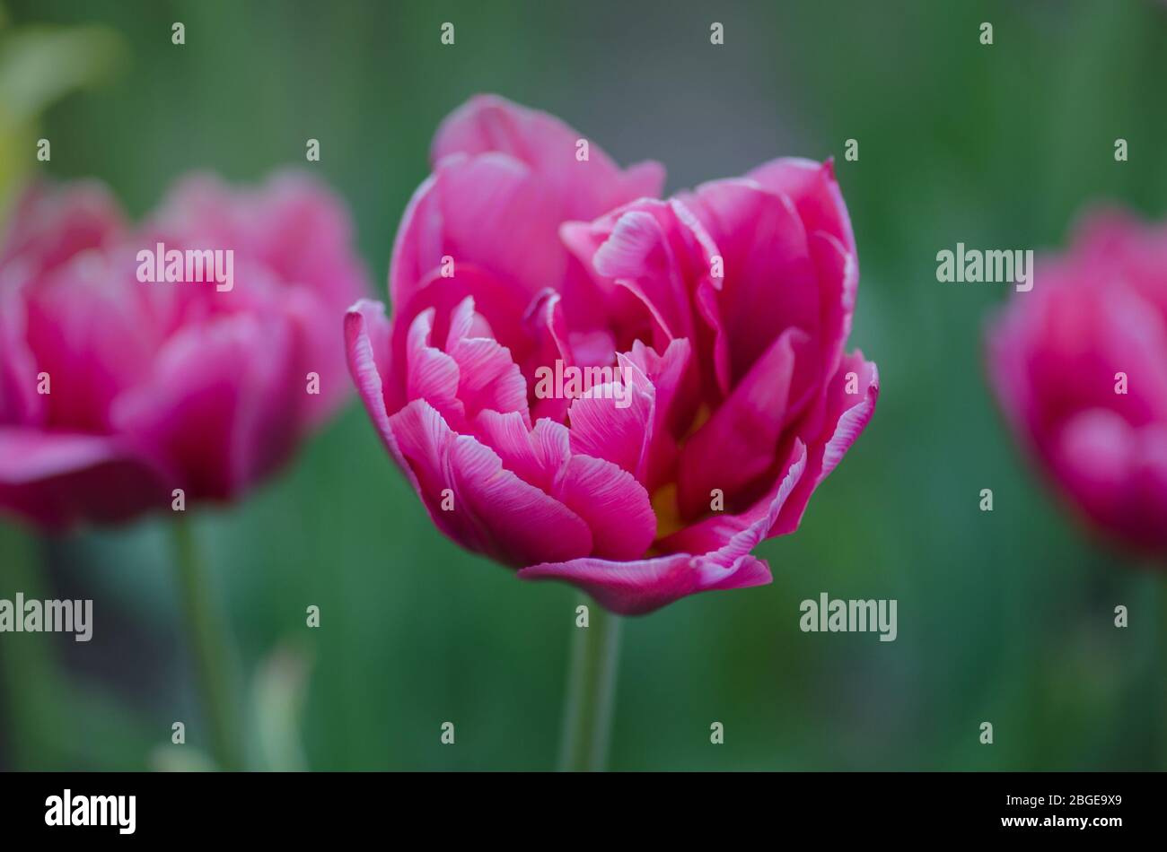 Double pink peony tulip in garden. Beautiful double pink tulip Drumline ...