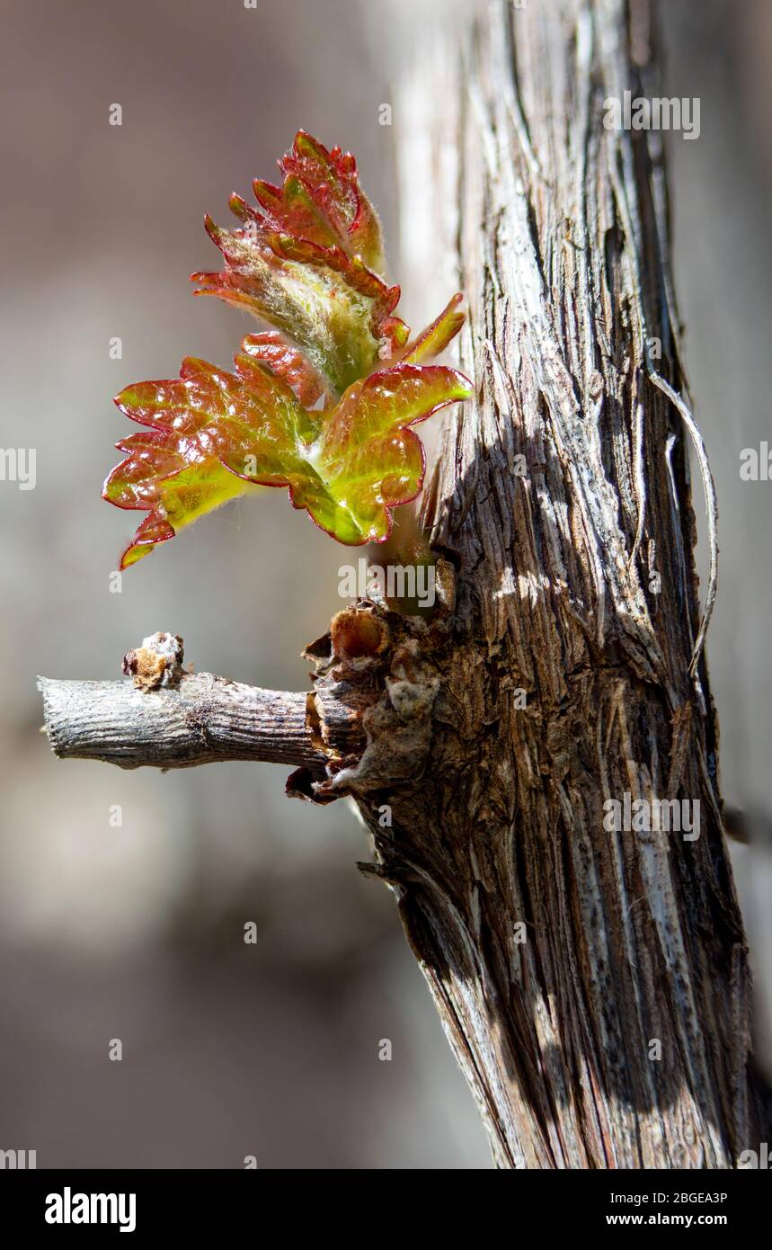 Vine stem hi-res stock photography and images - Alamy