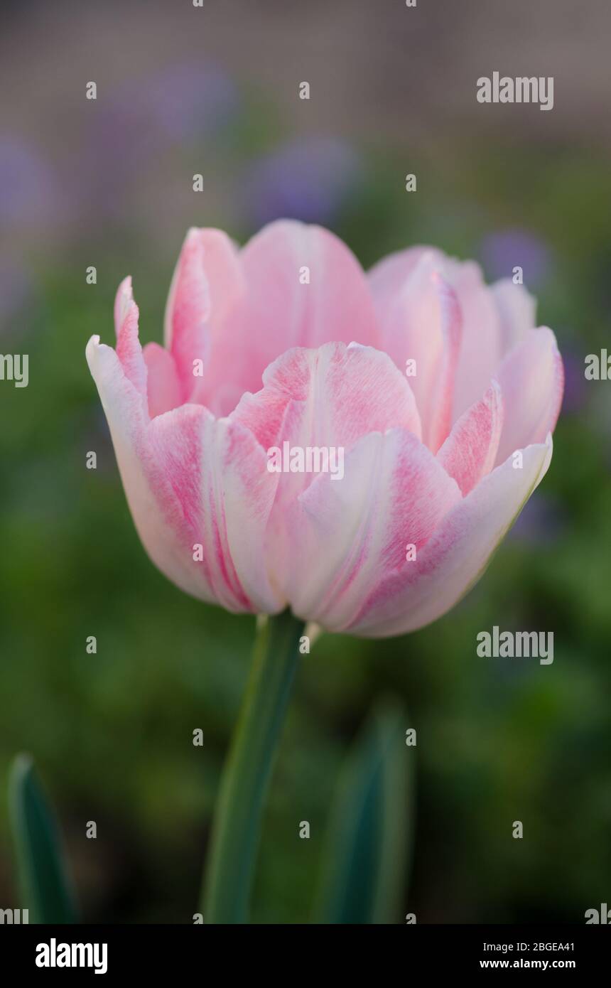 Double pink peony tulip in garden. Beautiful double pink tulip Drumline ...