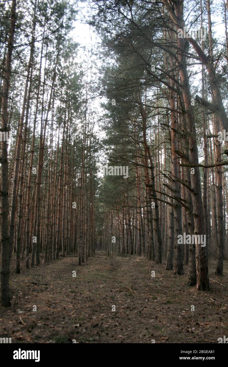 beautiful forest and beautiful forest paths Ulanów, Poland Stock Photo ...