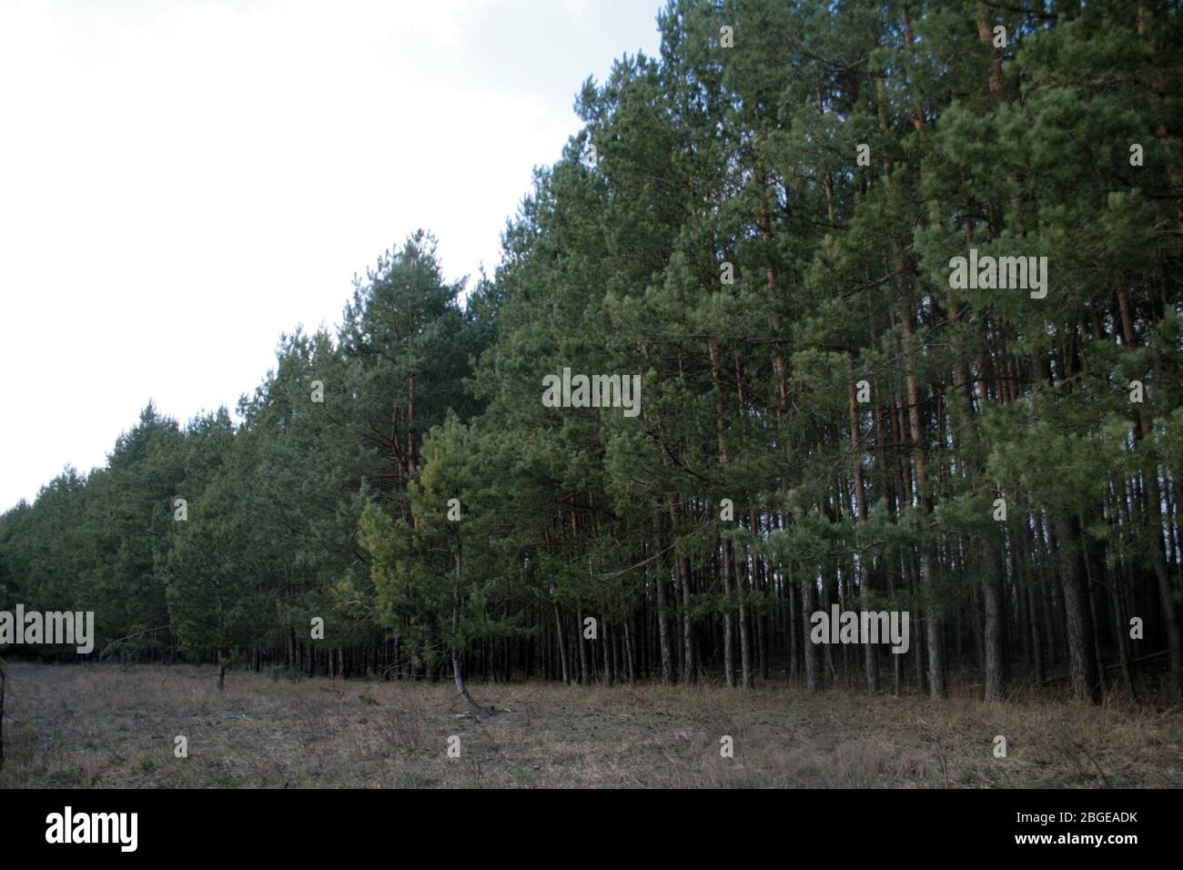 beautiful forest and beautiful forest paths Ulanów, Poland Stock Photo ...