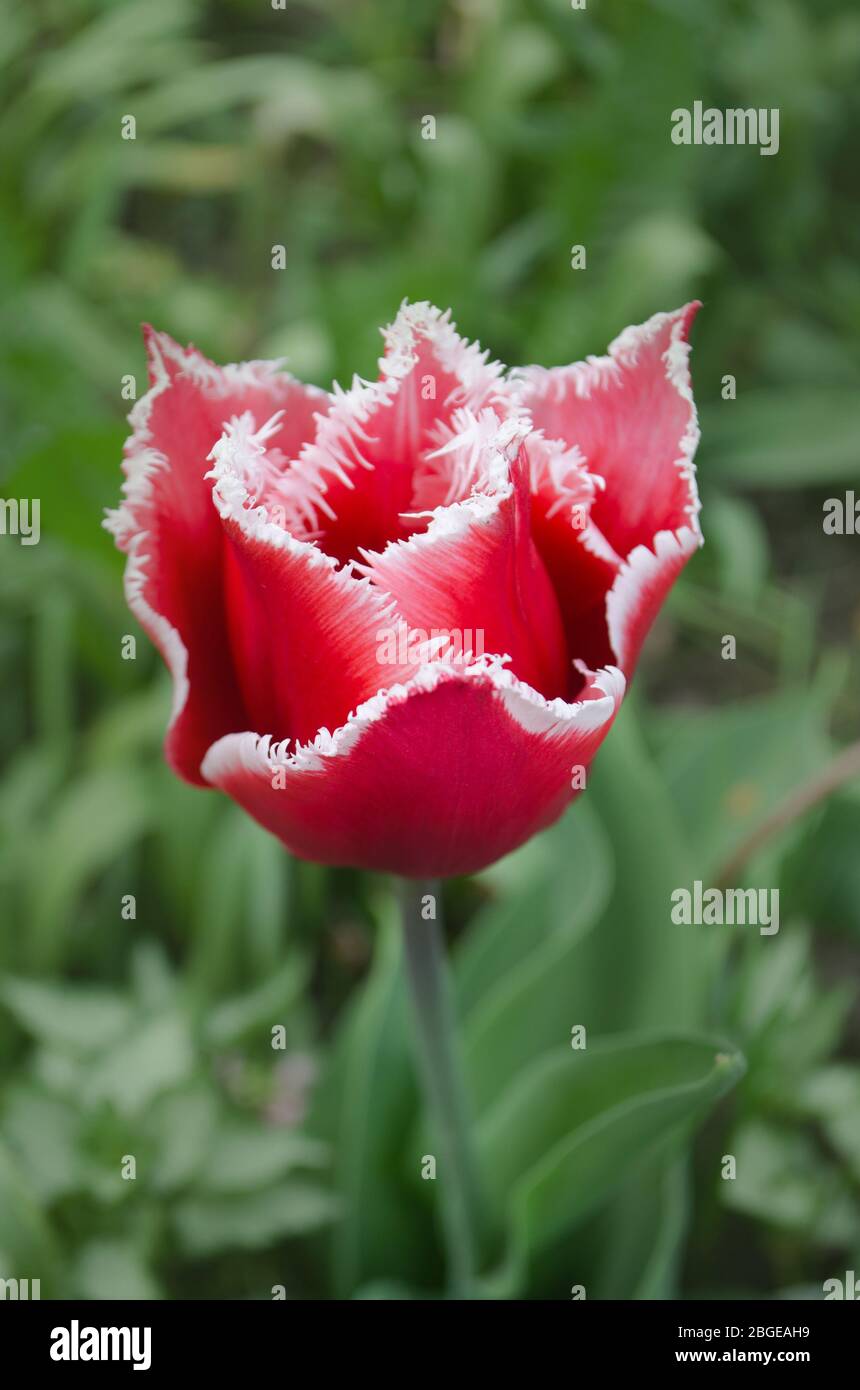 Pink tulip Bell song with white fringed edges. Bell song tulip Stock ...