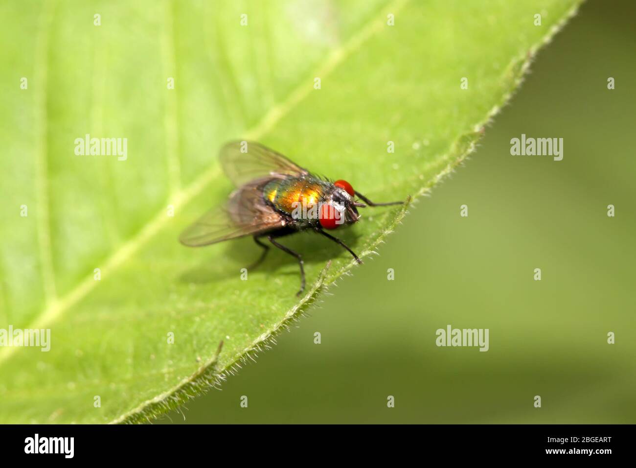 Ideas vectors hi-res stock photography and images - Alamy