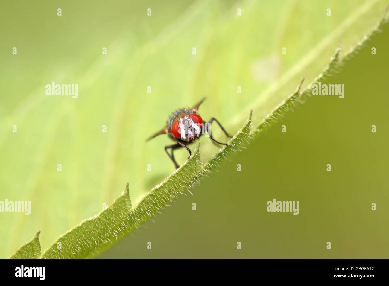 Ideas vectors hi-res stock photography and images - Alamy