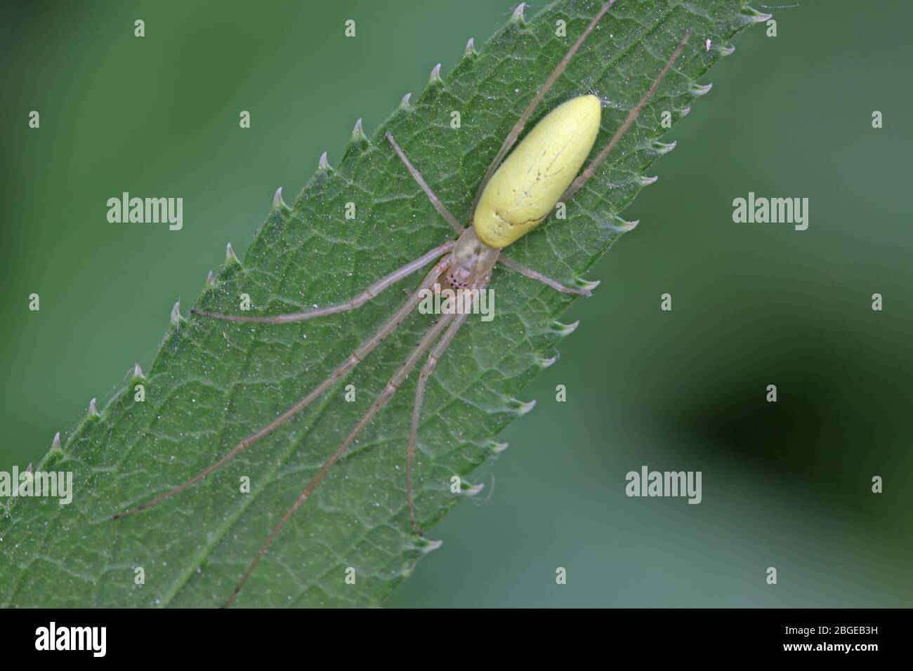 yellow long-legs spider hidden on the leaves, take photos in the ...