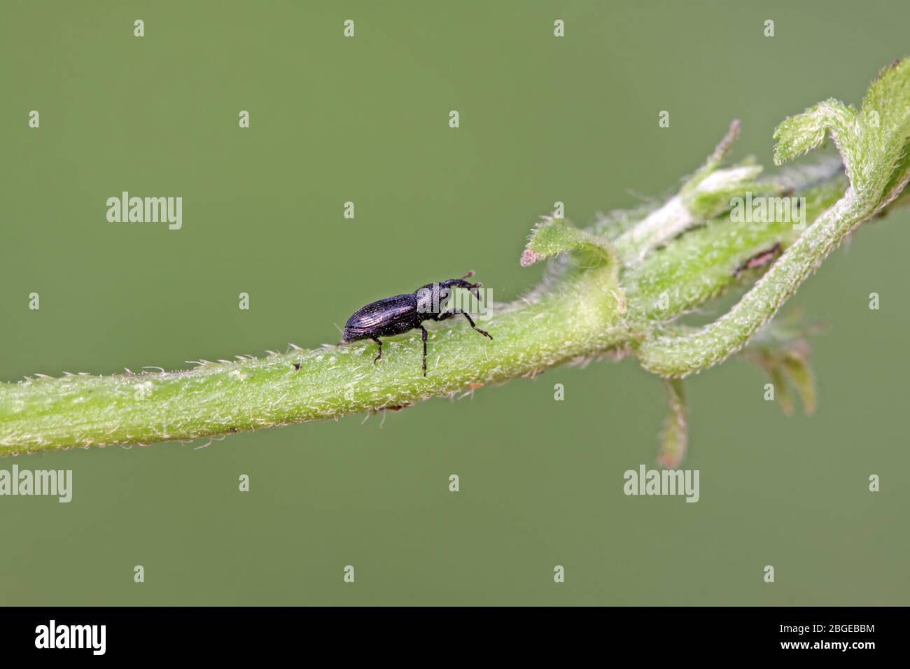 a kind of insect, which has a long nose Stock Photo - Alamy