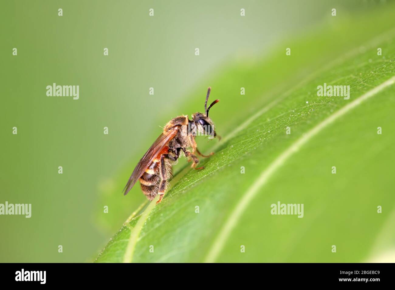 a bee hiding on green leaf Stock Photo - Alamy