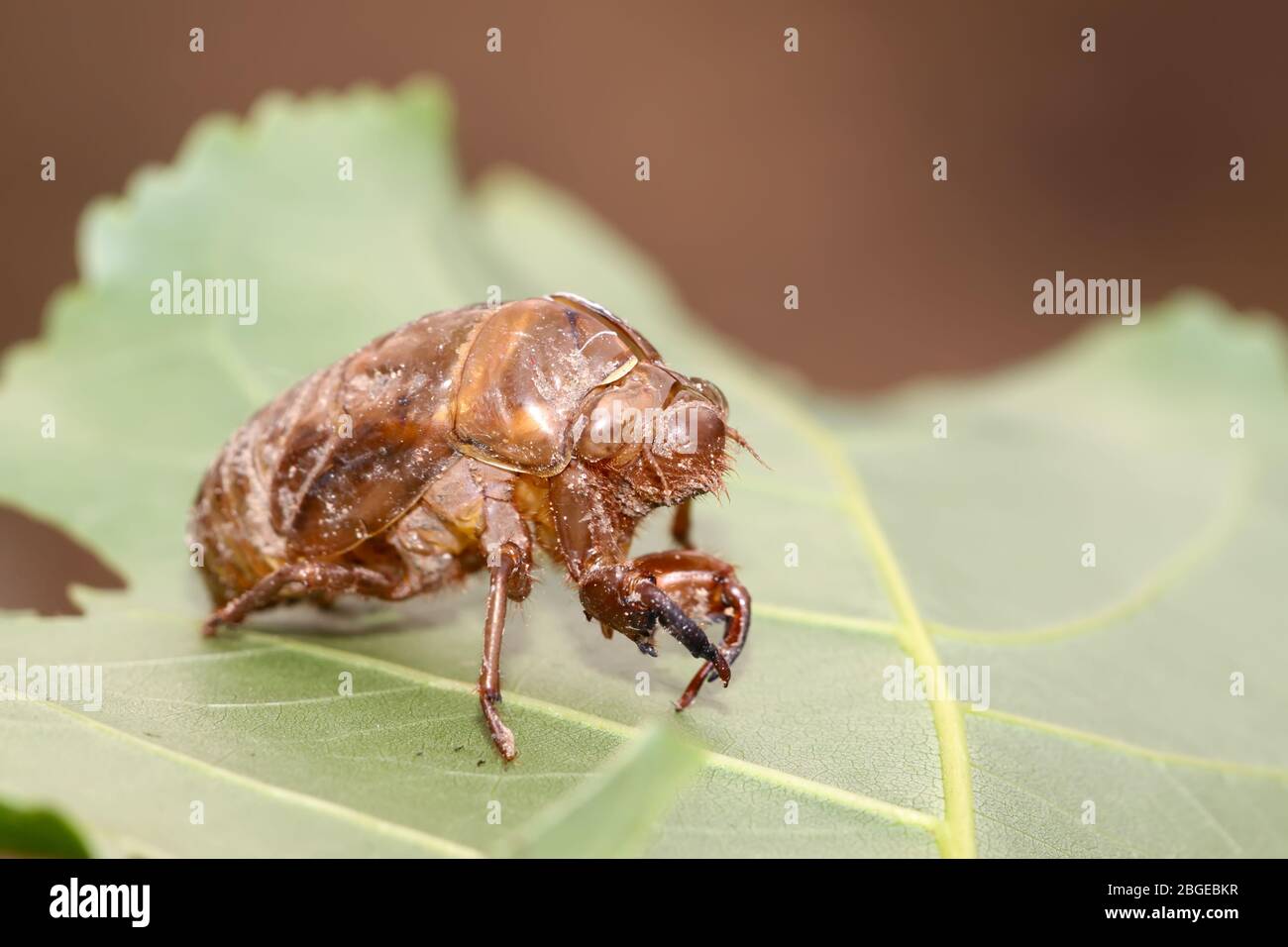 a kind of insects shell Stock Photo - Alamy