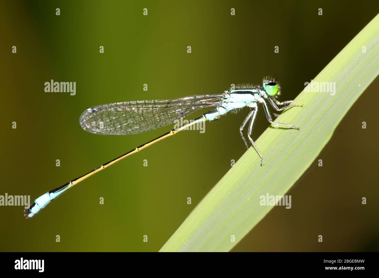 Closeup damselflies hi-res stock photography and images - Alamy