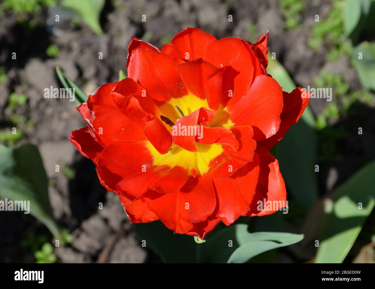 Double red spring tulip Stock Photo - Alamy