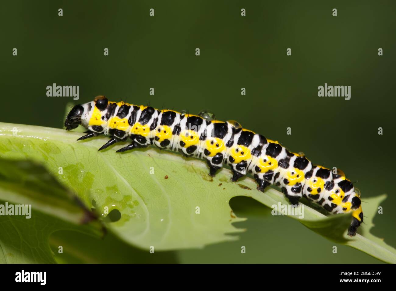 butterfly larva - caterpillar in a leaf Stock Photo - Alamy