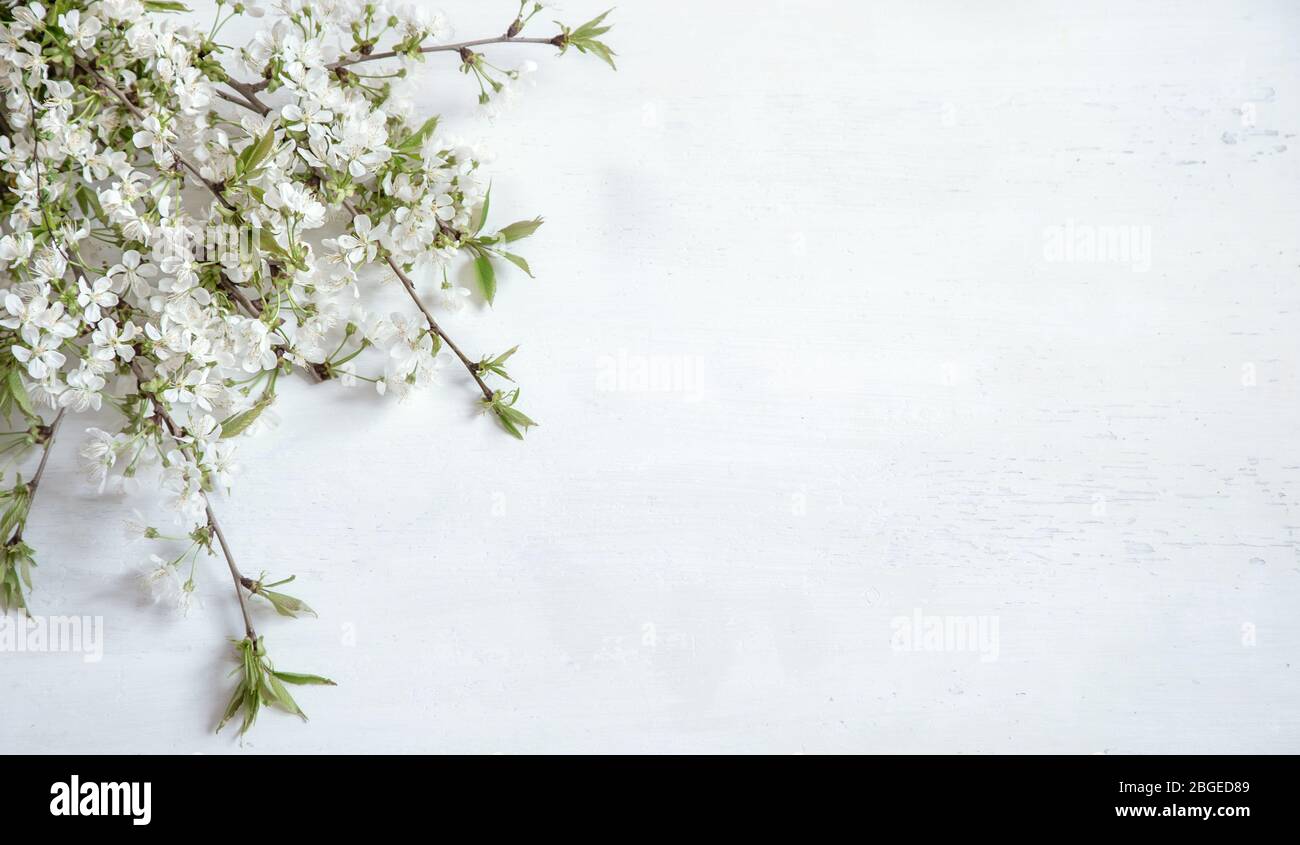 wooden light background with beautiful spring blooms Stock Photo - Alamy