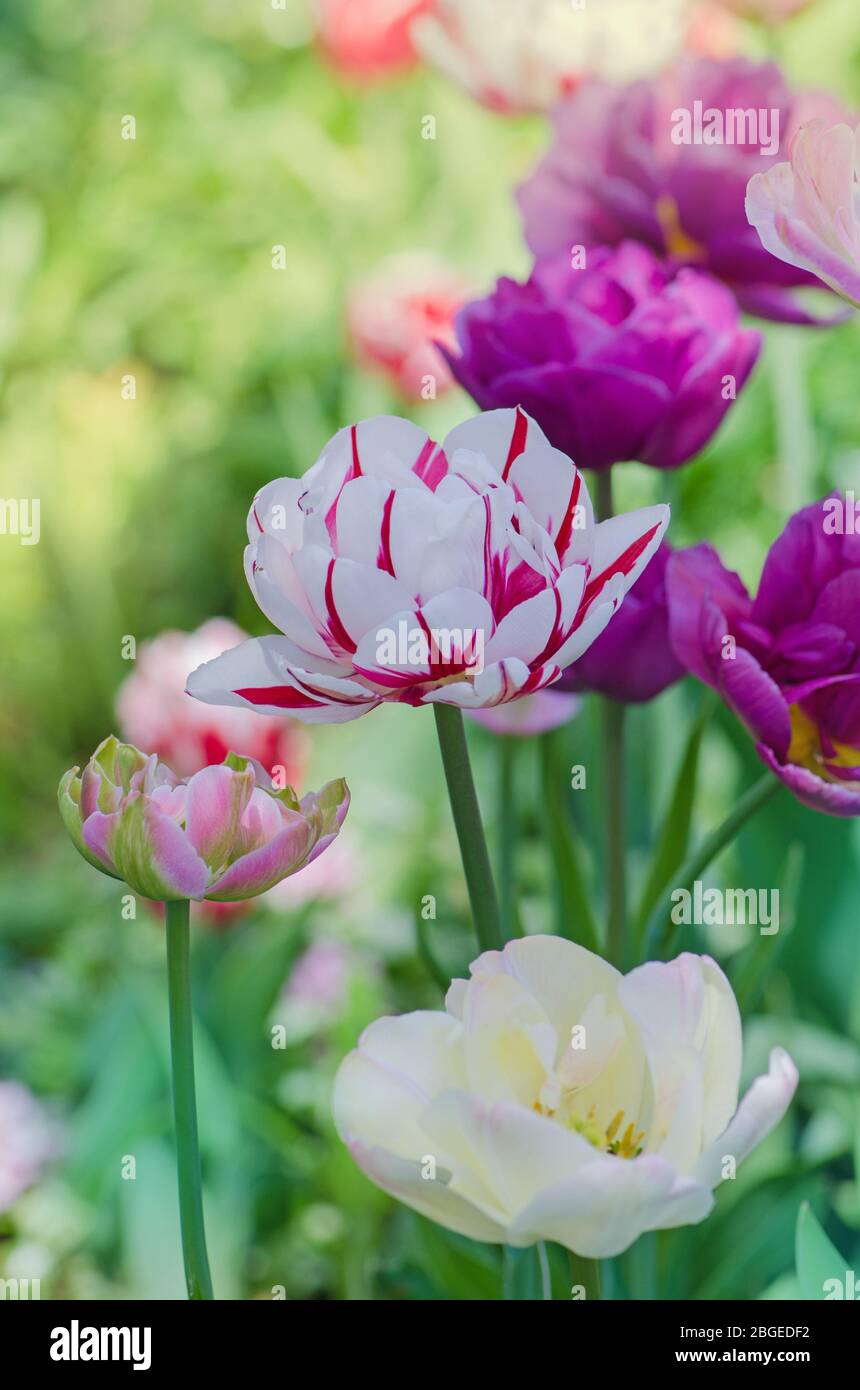 Bunch of spring tulip flower. Spring tulips flowers. Beautiful tulips ...
