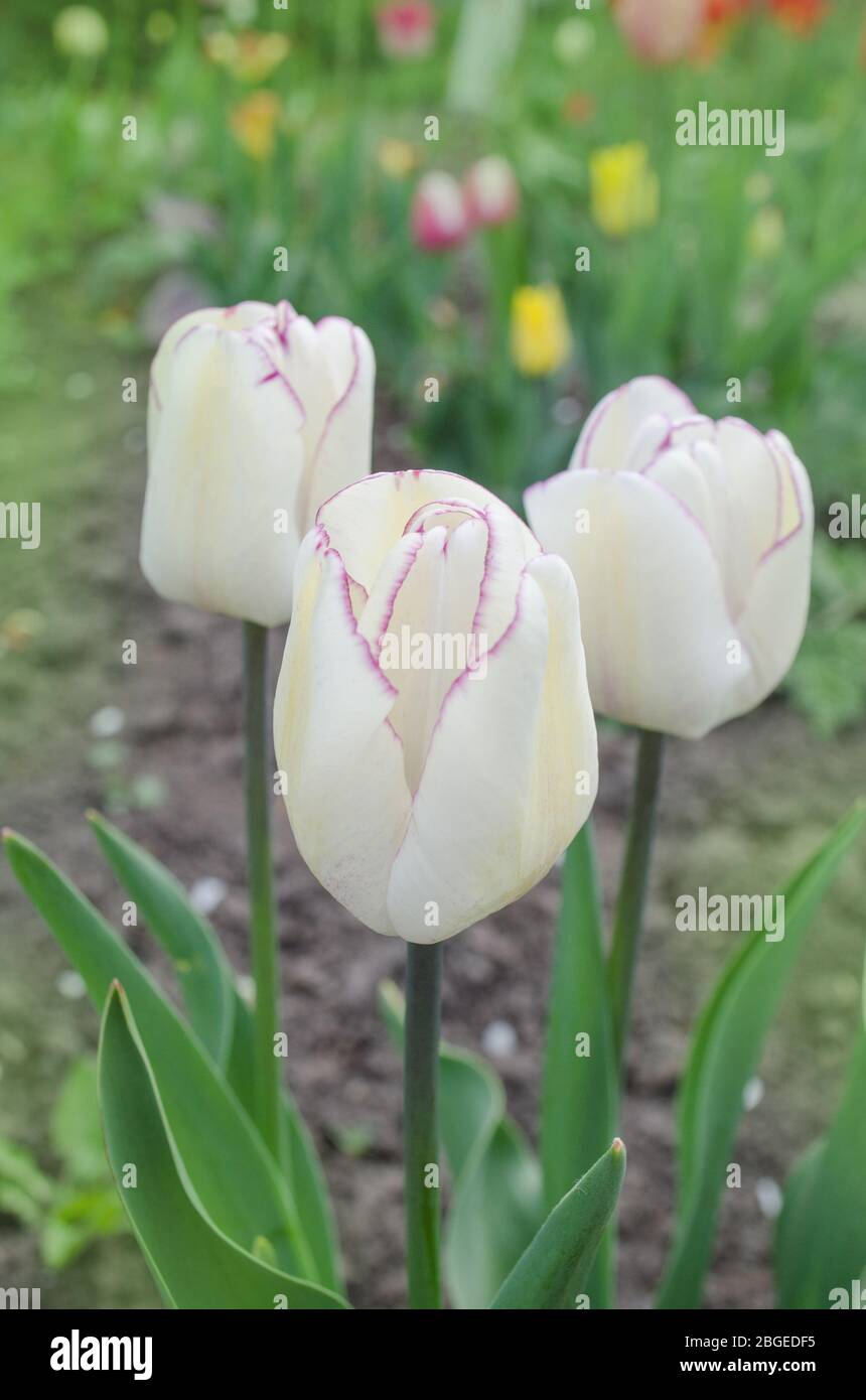 Tulip Calgary blossom. Beautiful white tulip flower with green leaf in ...