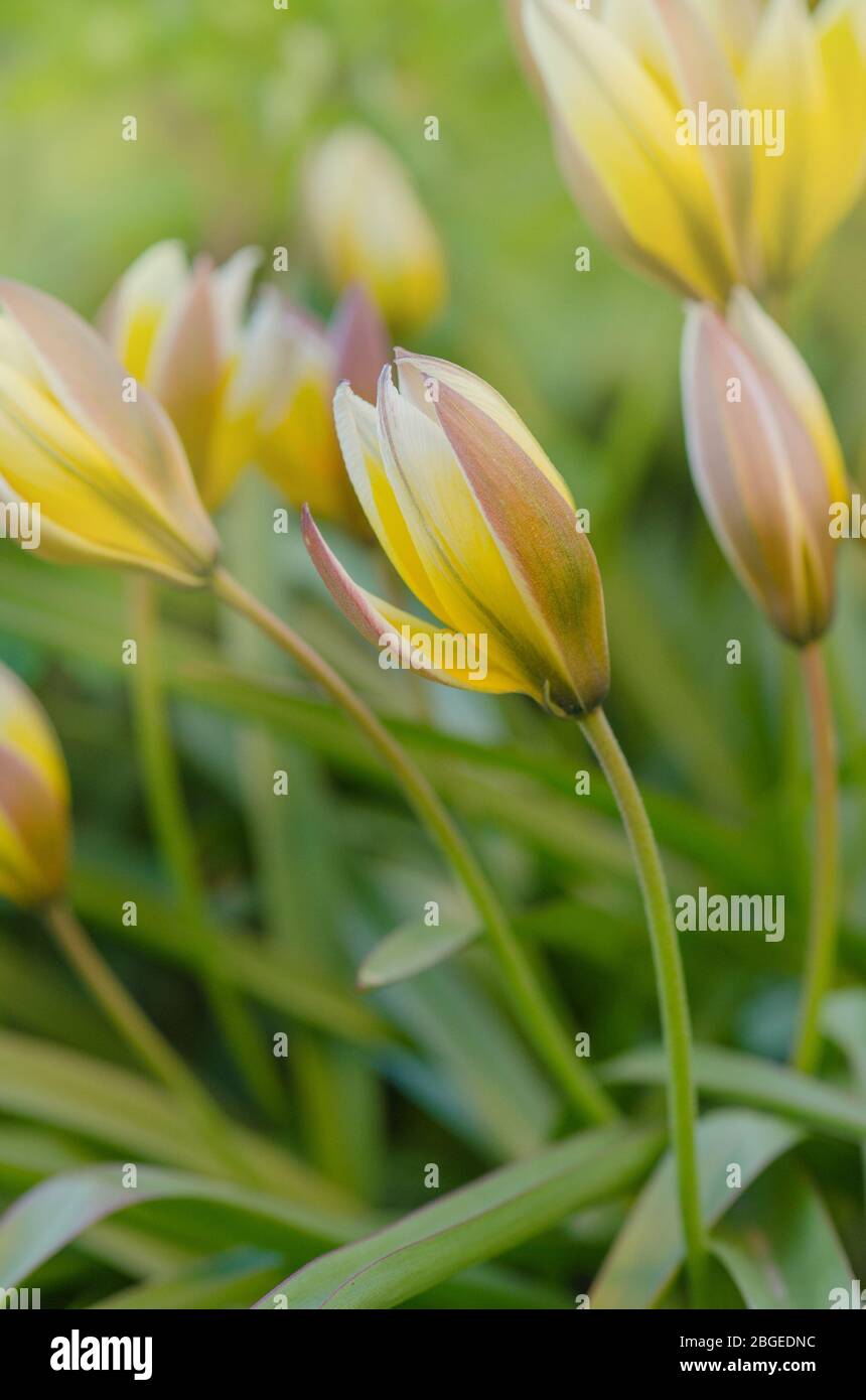 Tulipa Tarda growing in garden. Tulip tarda flower. Diminutive tulip ...