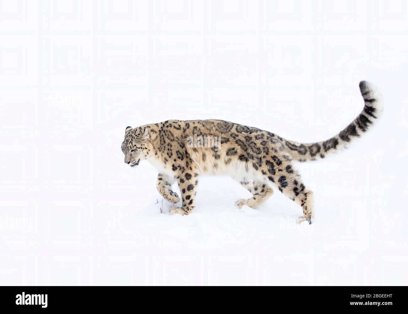 Endangered captive leopard Cut Out Stock Images & Pictures - Alamy