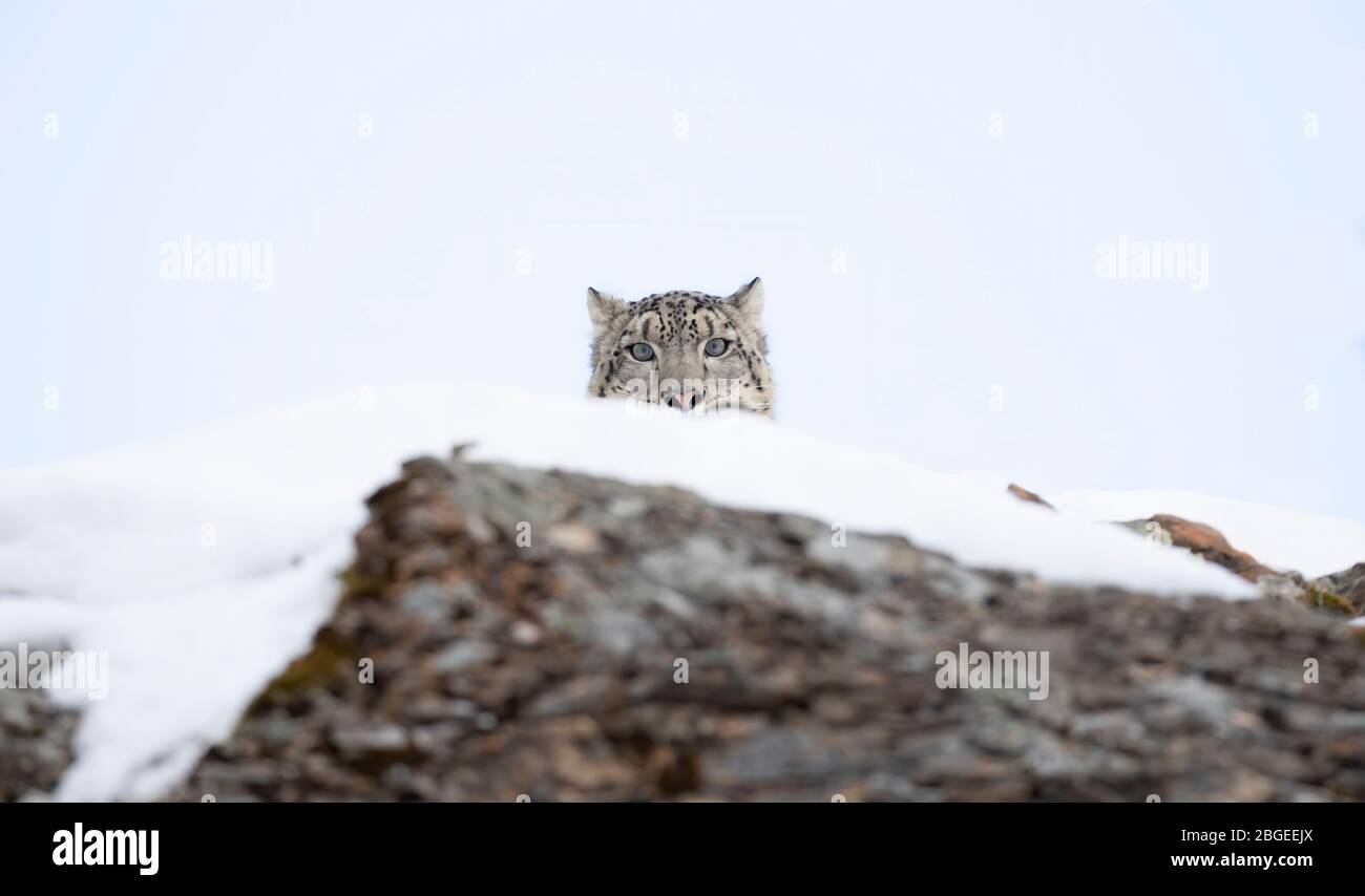 Snow leopard (Panthera uncia) peaking over the edge of a rocky cliff in ...