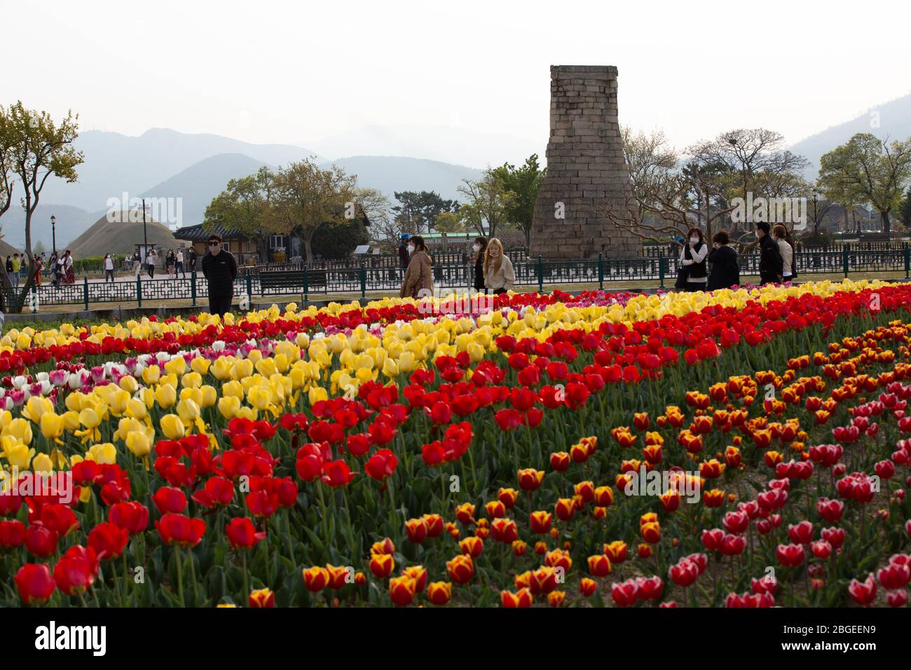 beautiful spring scenery with tulip flowers at Cheomseongdae ...