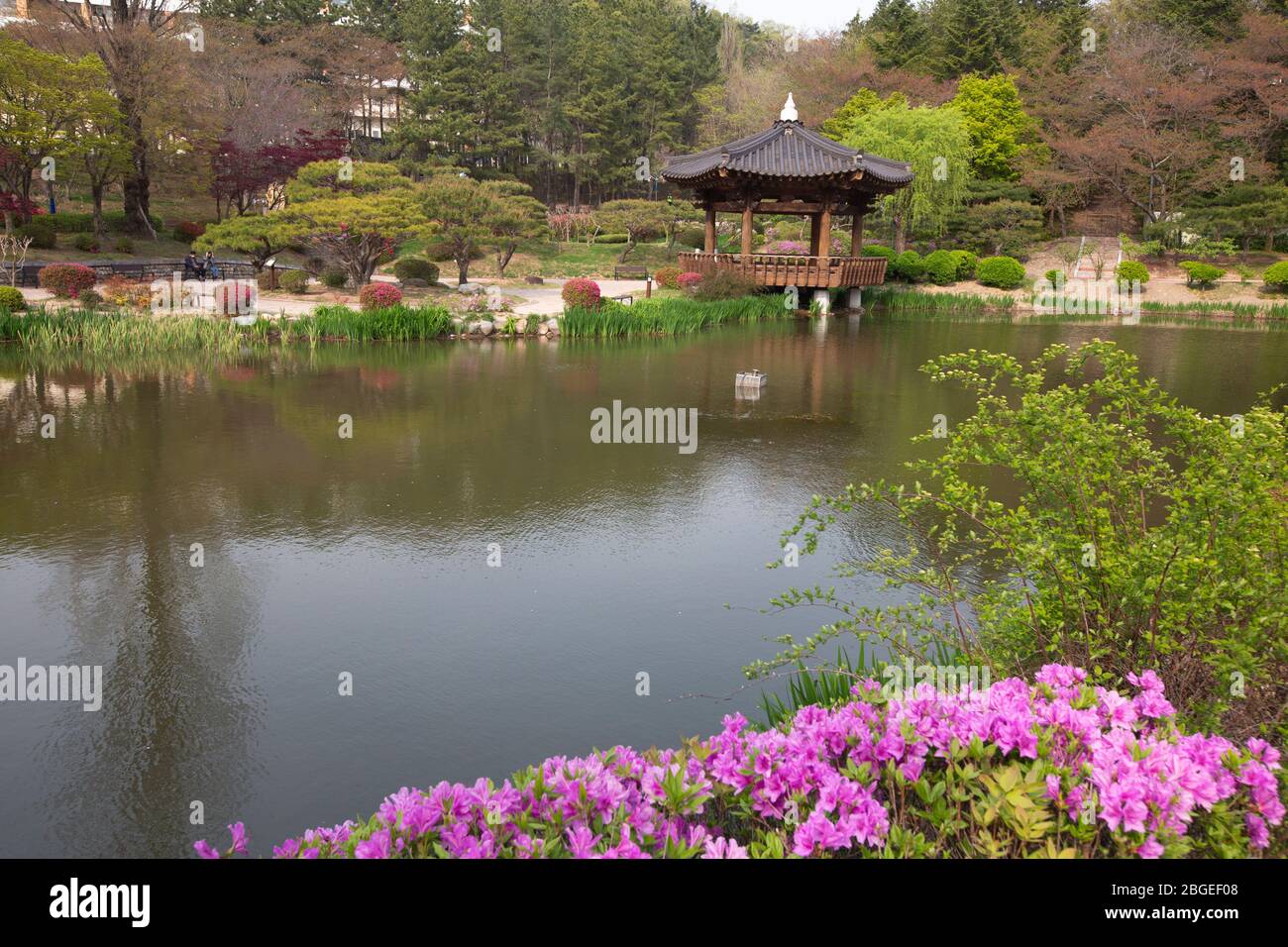 beautiful spring landscape of Bomunjeong Pavilion with azalea flowers ...