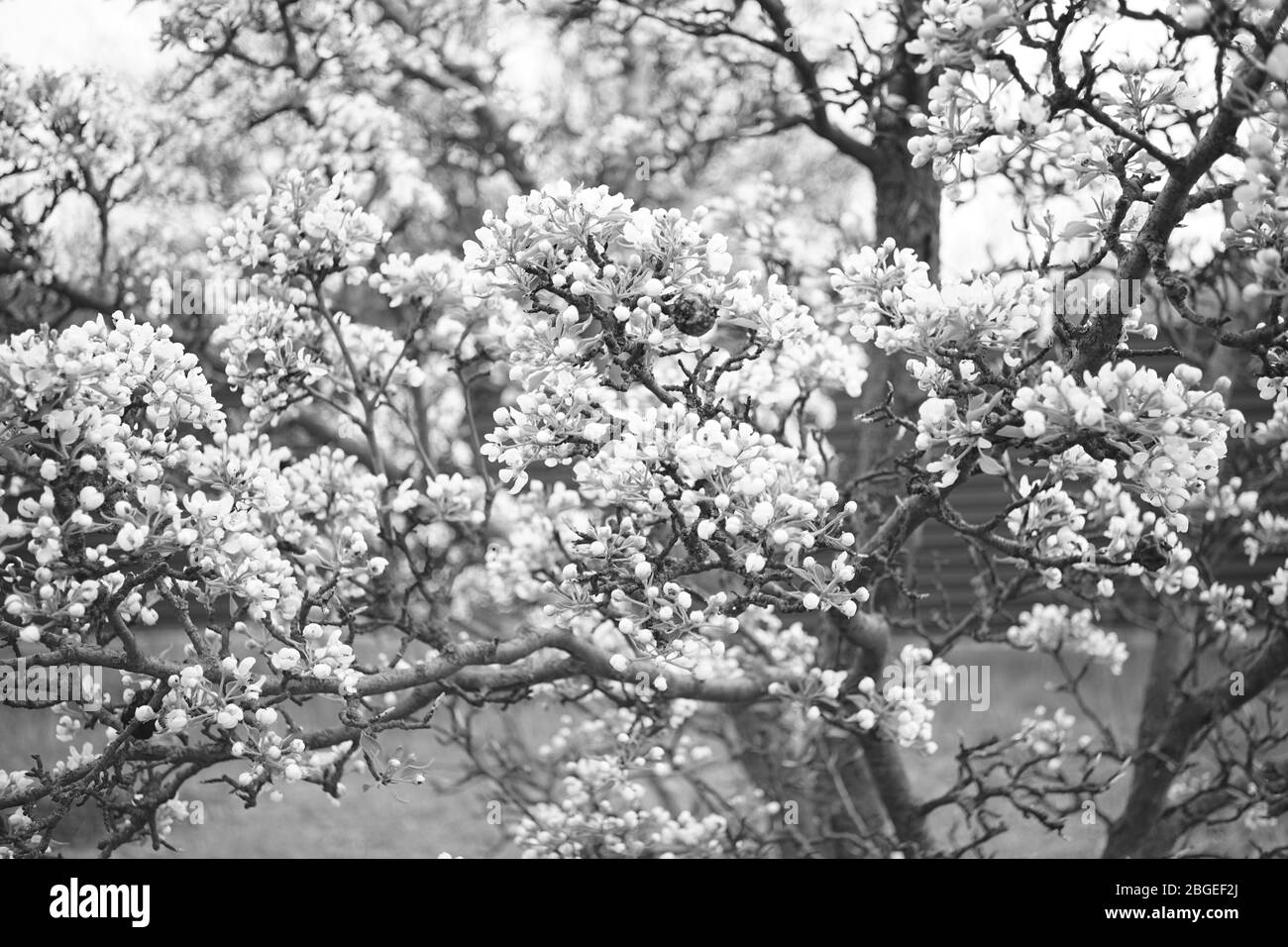 Cherry blossom blooming tree in Black and White Stock Photos & Images ...
