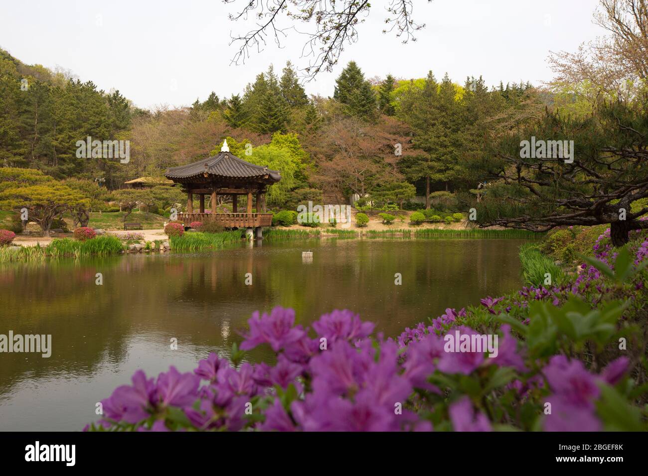 beautiful spring landscape of Bomunjeong Pavilion with azalea flowers ...