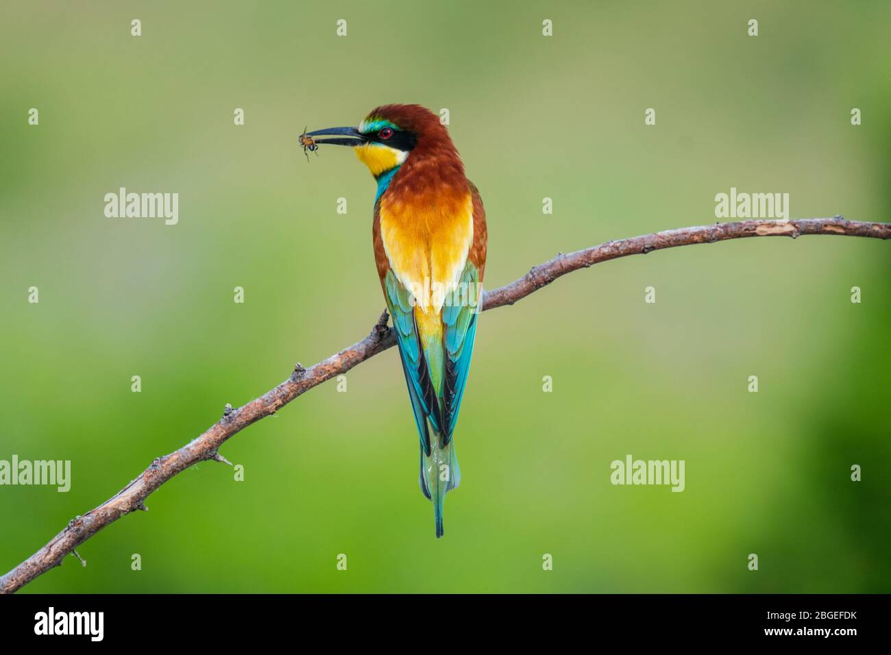 A bee-eater with an insect in its beak perched on a branch Stock Photo ...