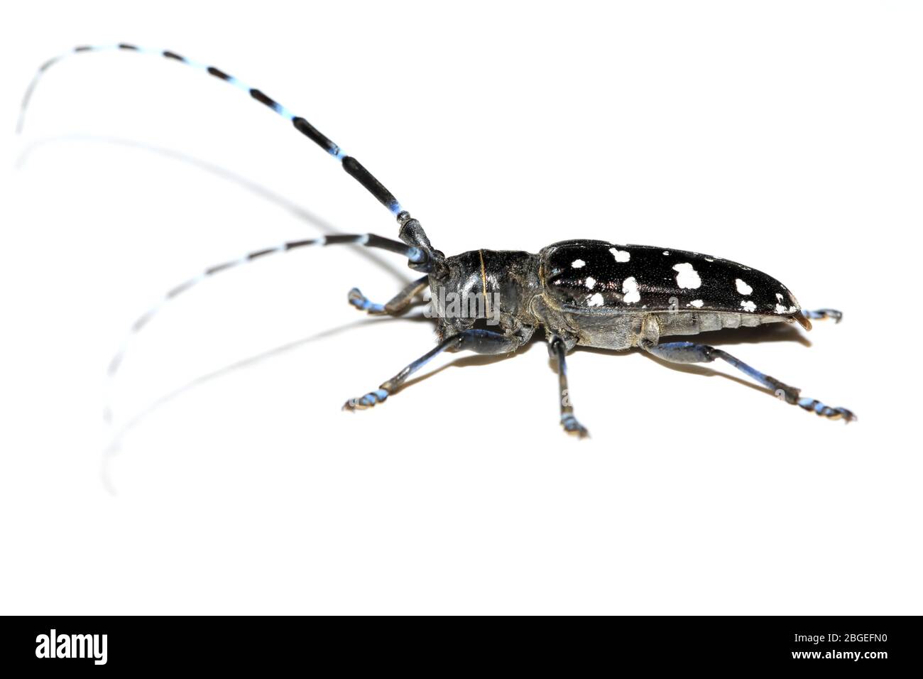 a kind of coleoptera insects named anoplophora, close up of pictures on ...