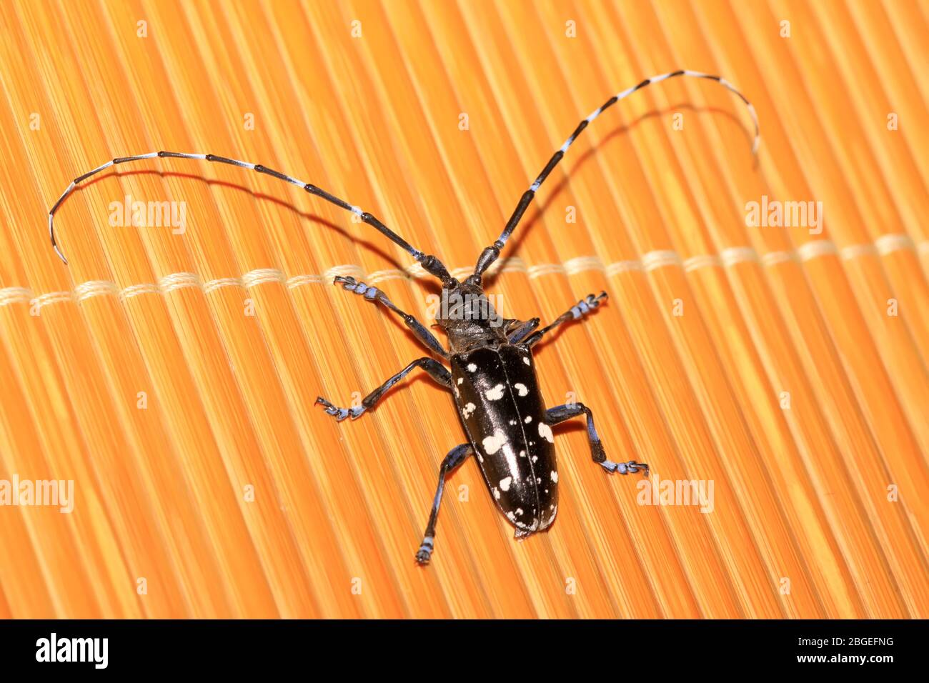 a kind of coleoptera insects named anoplophora, close up of pictures on ...