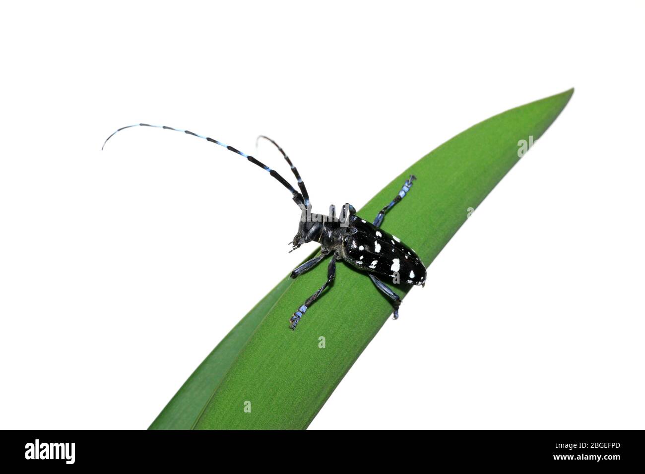 a kind of coleoptera insects named anoplophora, close up of pictures on ...