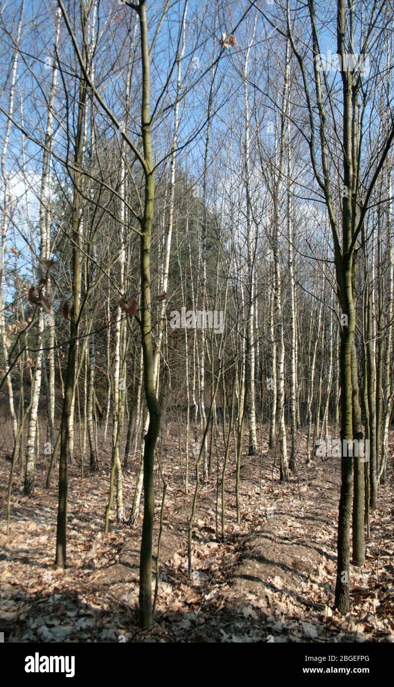 beautiful forest and beautiful forest paths Ulanów, Poland Stock Photo ...