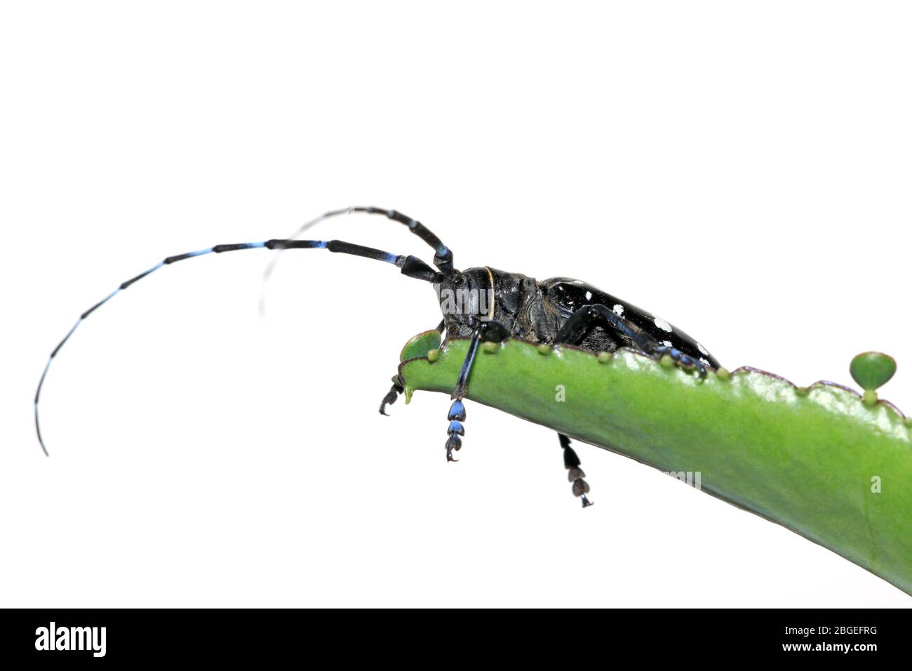 a kind of coleoptera insects named anoplophora, close up of pictures on ...