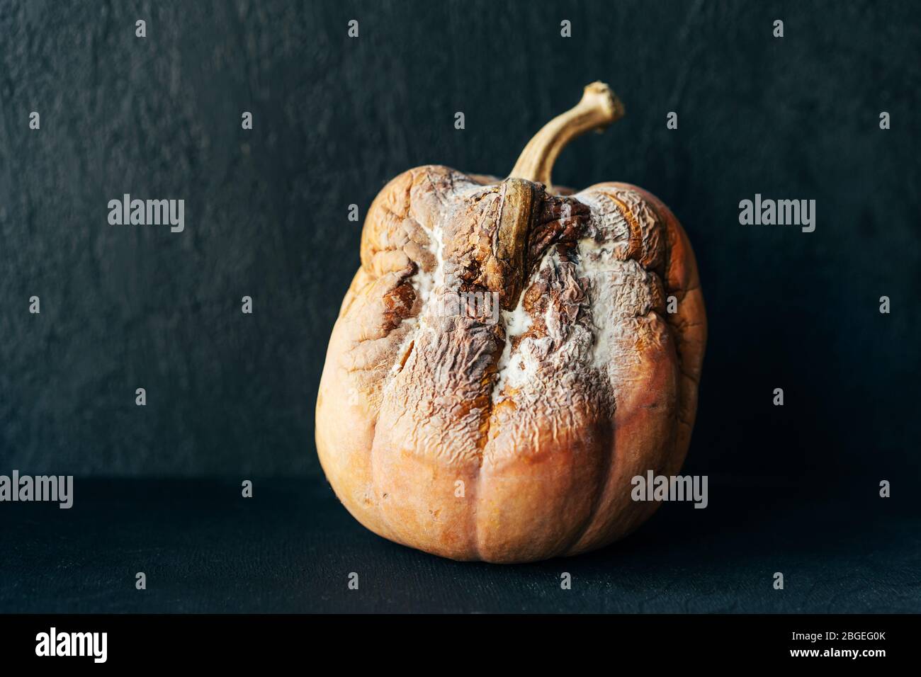 Pumpkin fungus hi-res stock photography and images - Alamy