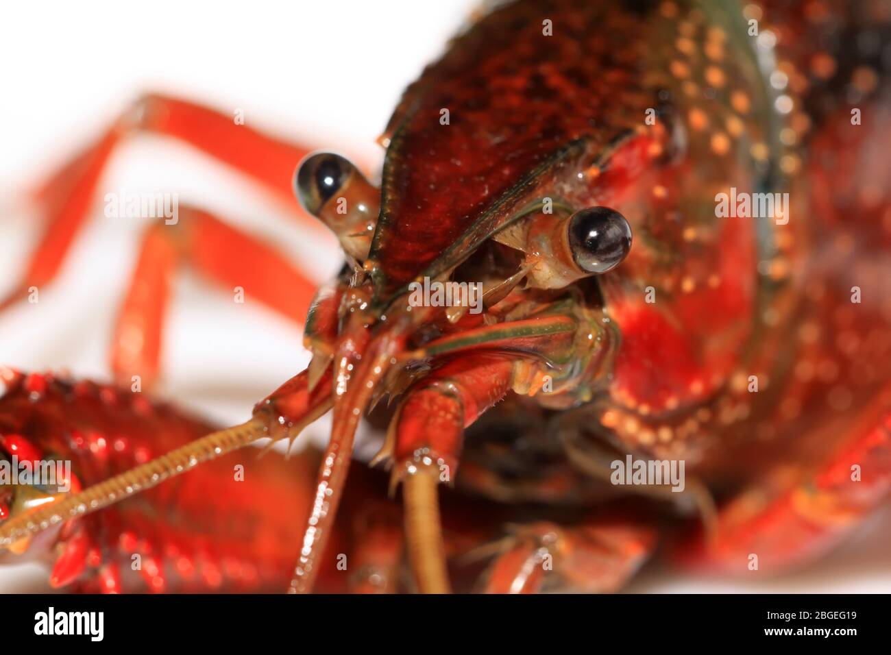 Crayfish eyes hi-res stock photography and images - Alamy