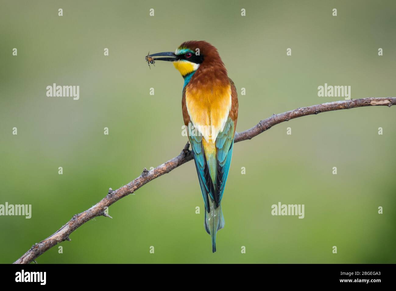 A bee-eater with an insect in its beak perched on a branch Stock Photo ...