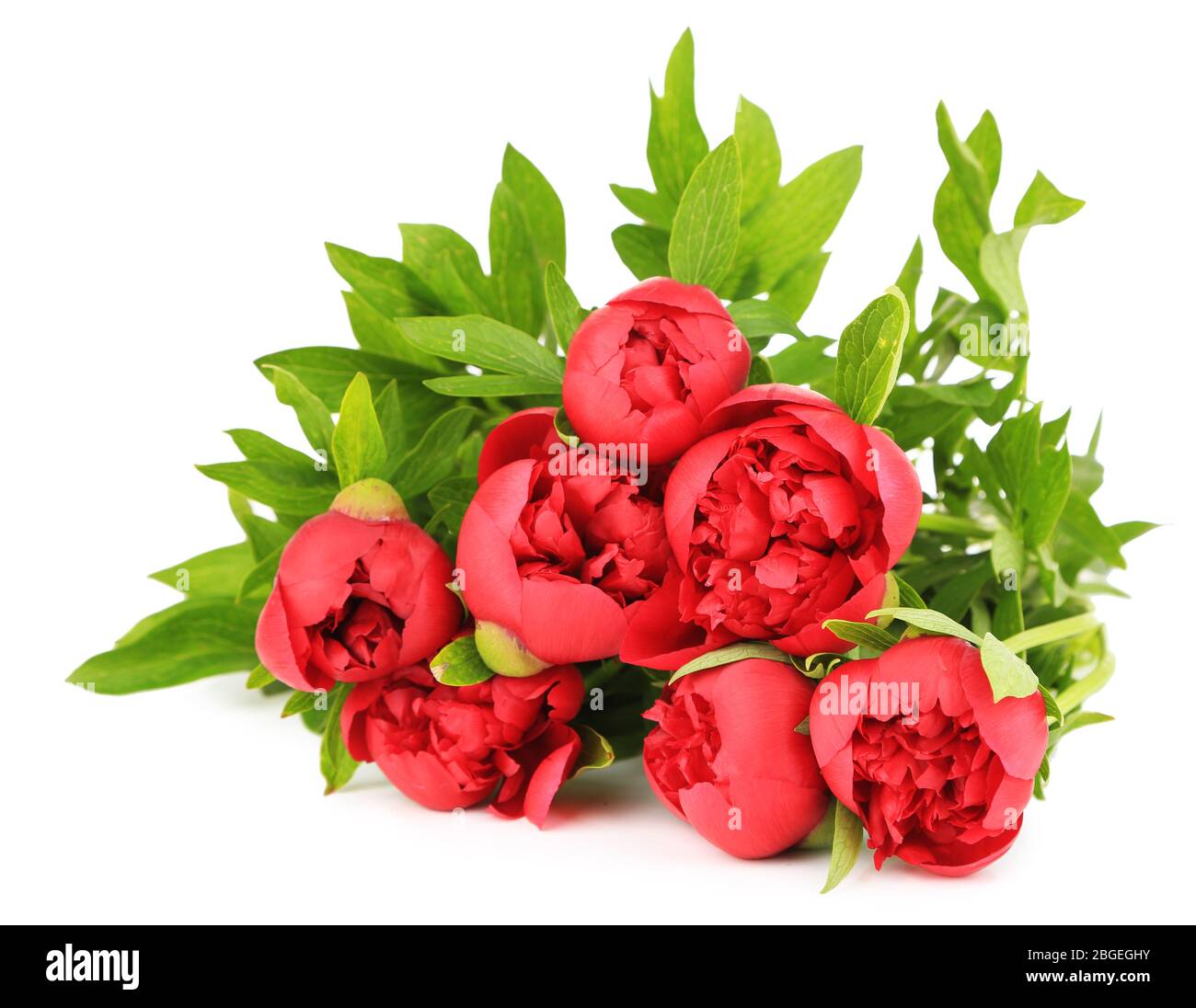 Beautiful pink peonies, isolated on white Stock Photo - Alamy