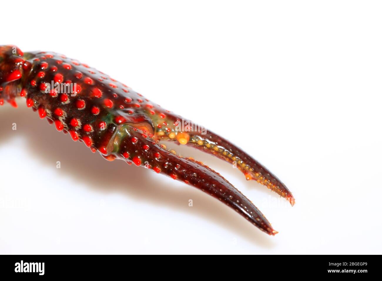 Crayfish Claws High Resolution Stock Photography and Images - Alamy