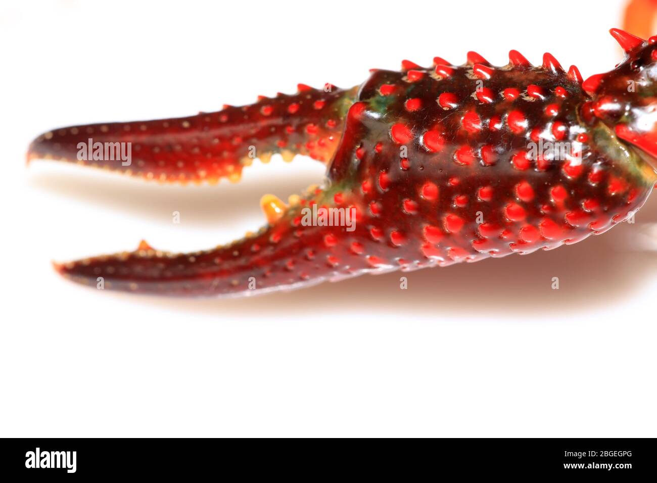 Crayfish claws hi-res stock photography and images - Alamy