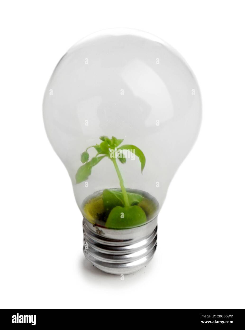 Light bulb with plant inside, isolated on white Stock Photo - Alamy
