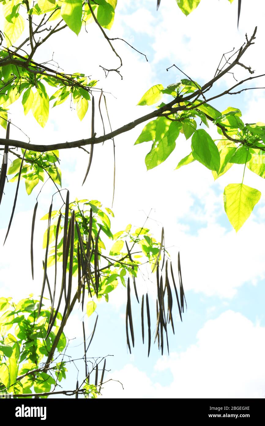 Beautiful spring leaves on tree, outdoors Stock Photo - Alamy